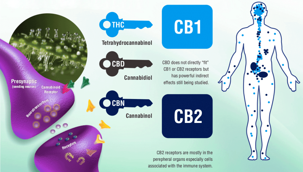 Next Generation CBD Gummies